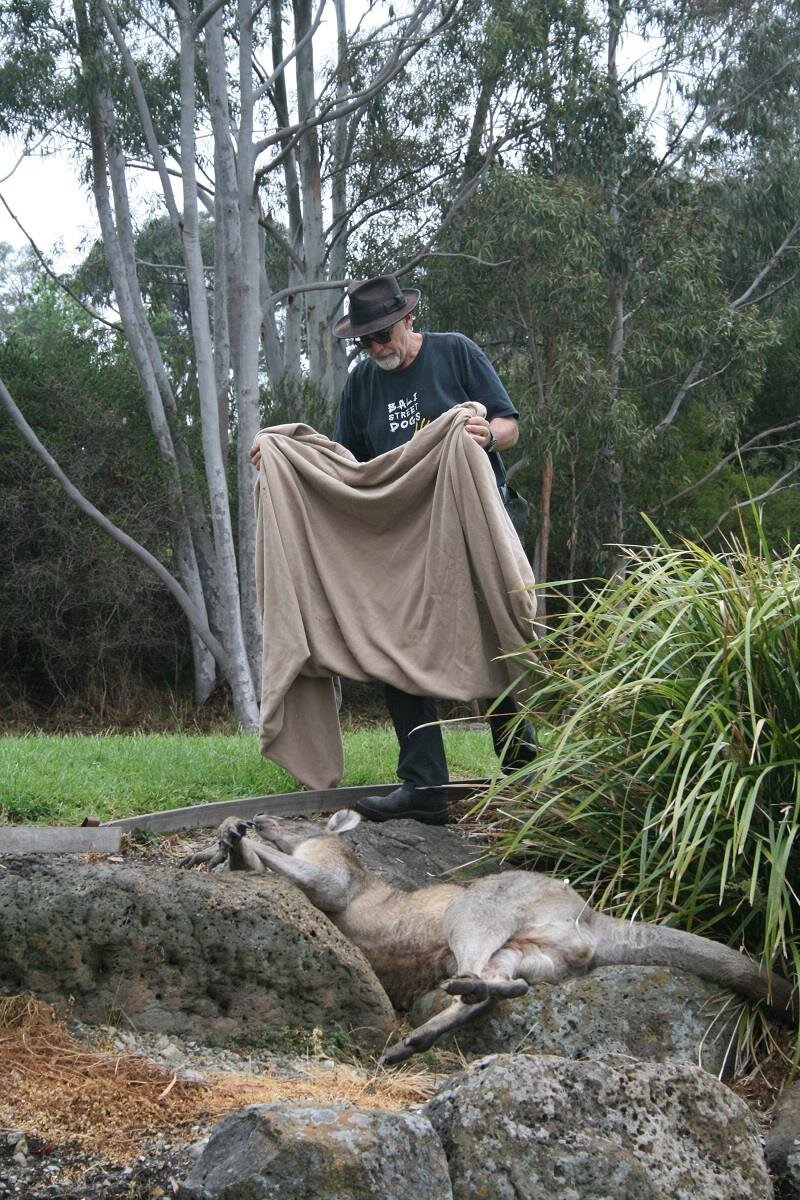 Huge Injured Kangaroo Named "Hugh Hefner" Gets Much-Needed Help - The Dodo