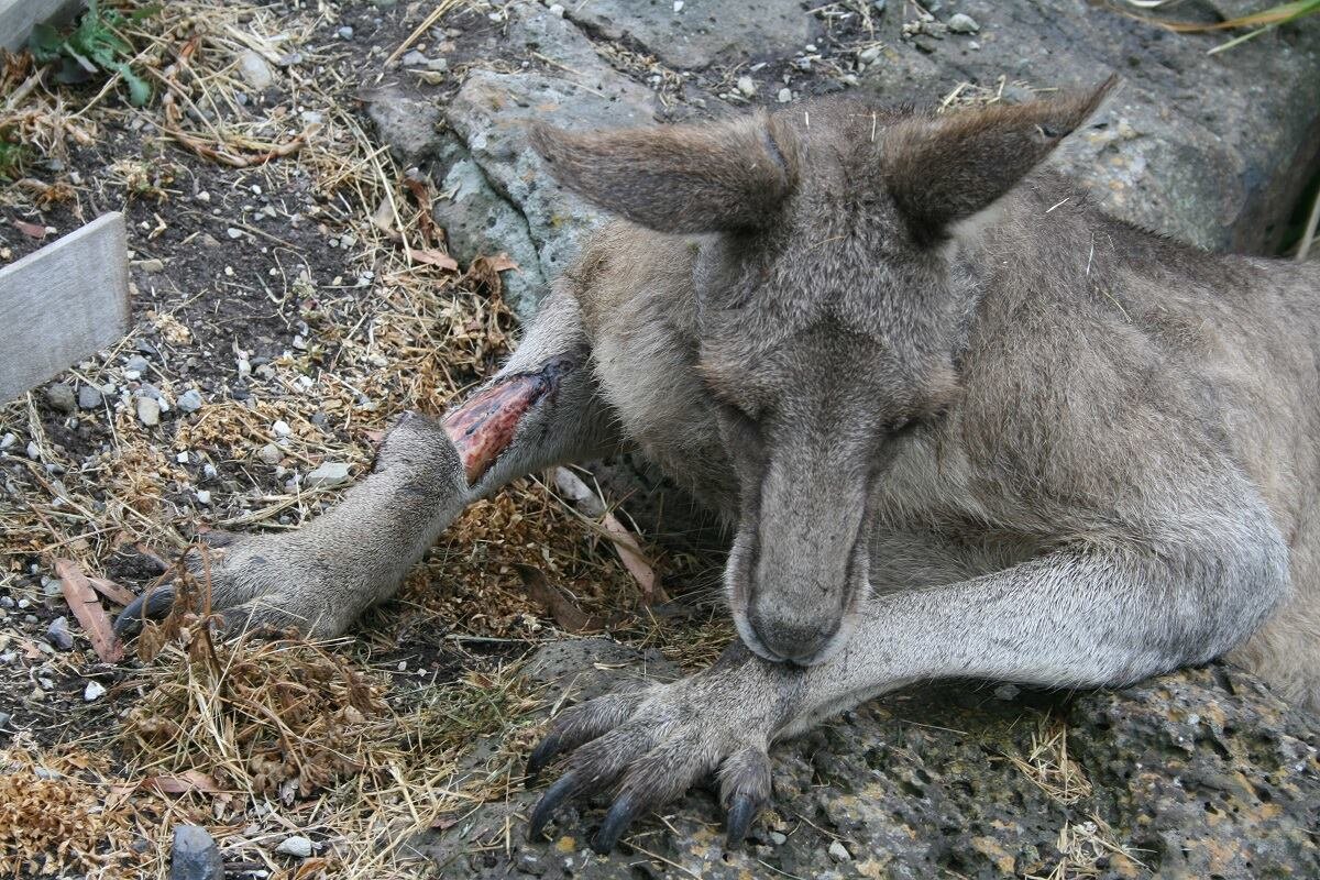 Huge Injured Kangaroo Named "Hugh Hefner" Gets Much-Needed Help - The Dodo