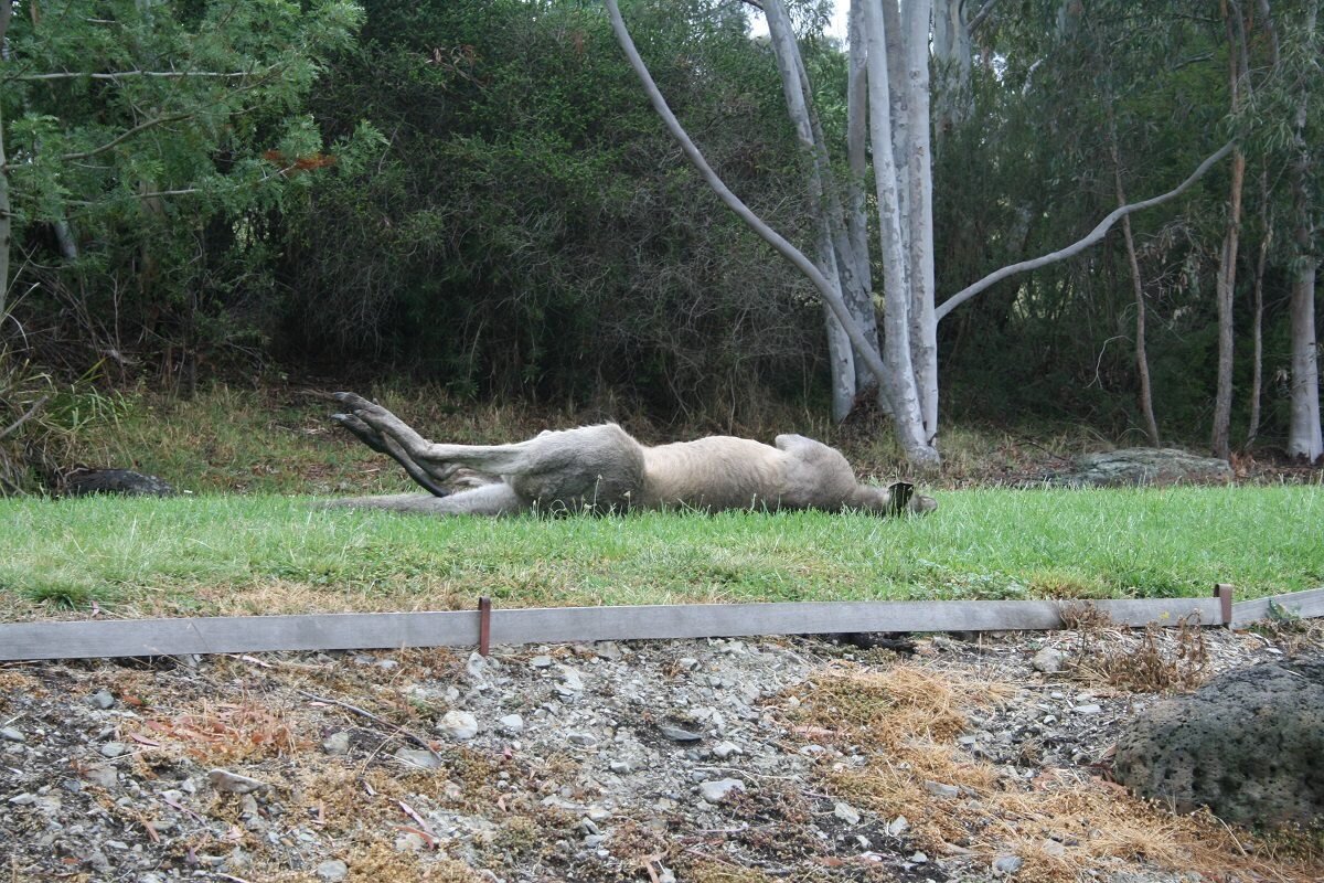 Huge Injured Kangaroo Named "Hugh Hefner" Gets Much-Needed Help - The Dodo