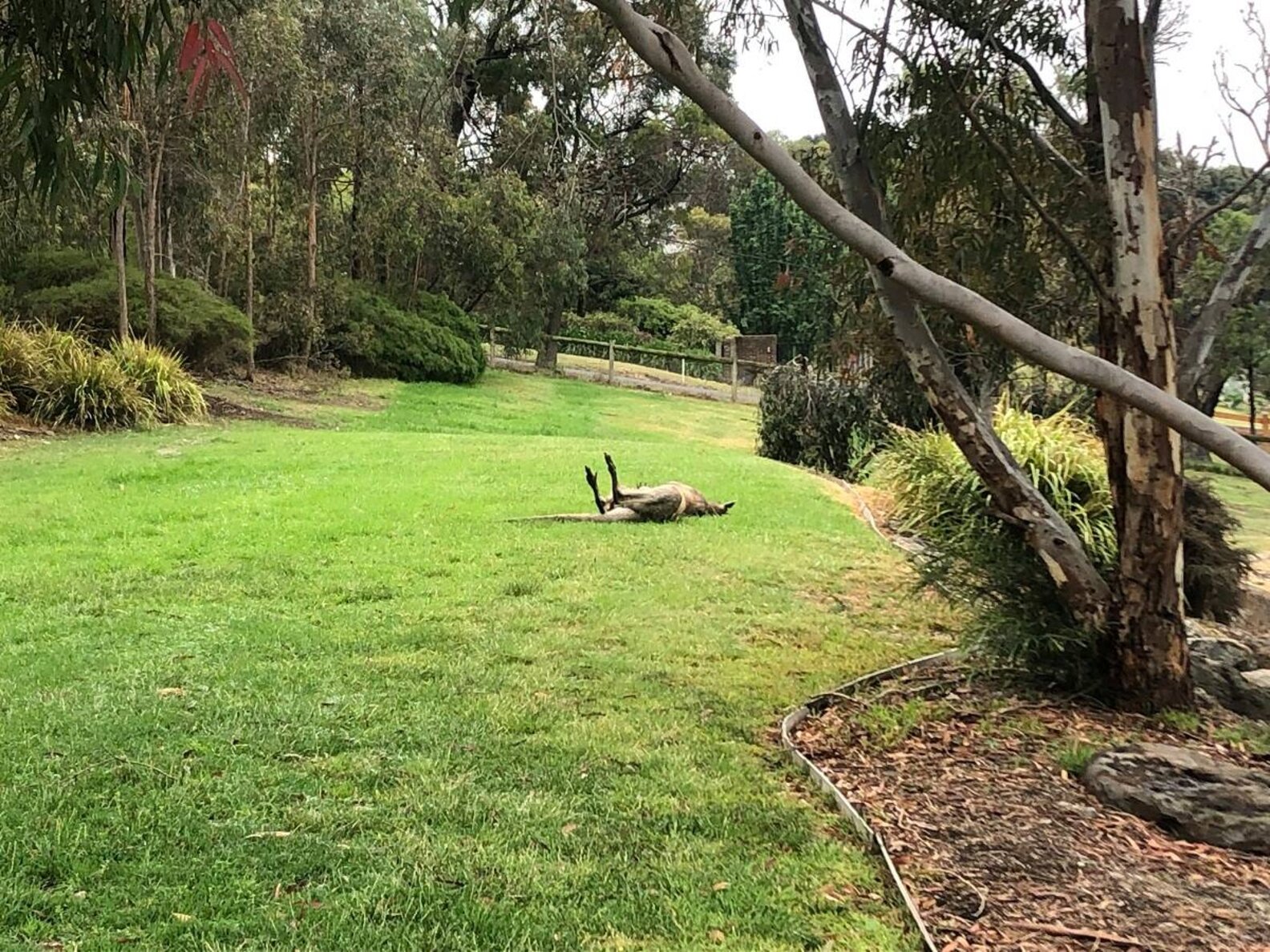 Huge Injured Kangaroo Named "Hugh Hefner" Gets Much-Needed Help - The Dodo