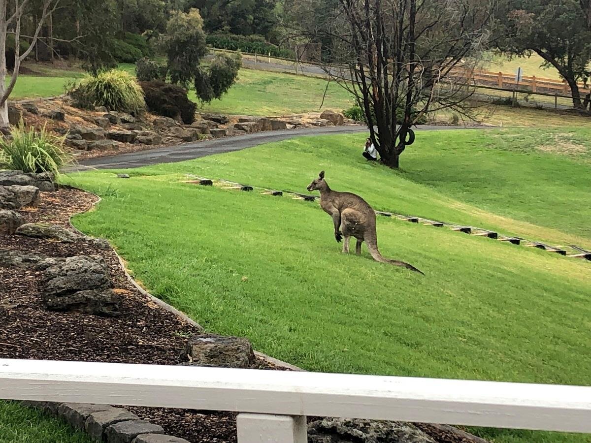 Huge Injured Kangaroo Named "Hugh Hefner" Gets Much-Needed Help - The Dodo