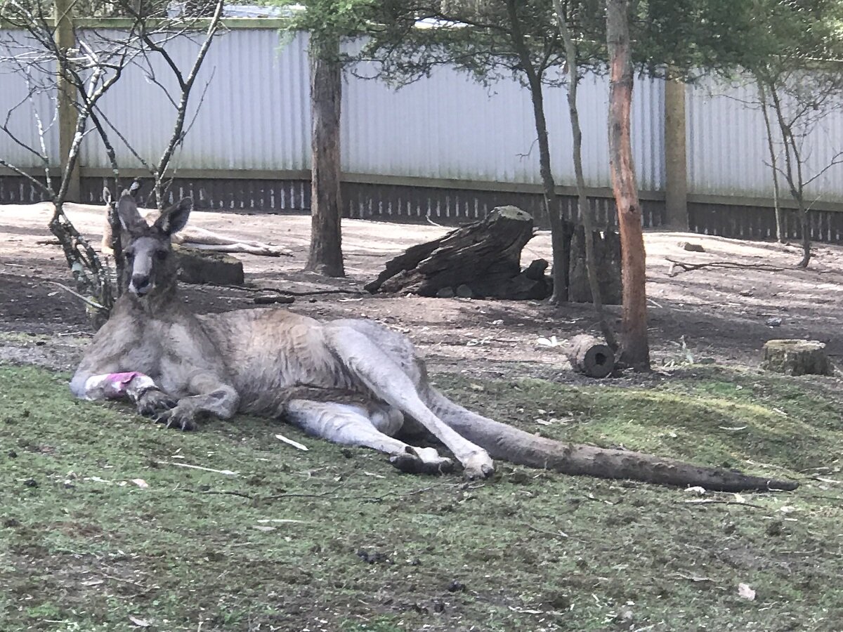 Huge Injured Kangaroo Named "Hugh Hefner" Gets Much-Needed Help - The Dodo