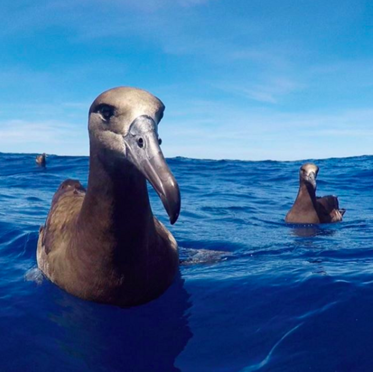 Rare Albatross Spotted Eating Plastic Litter in Pacific - The Dodo