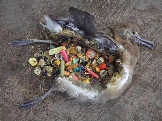 Birds Inside Of Plastic