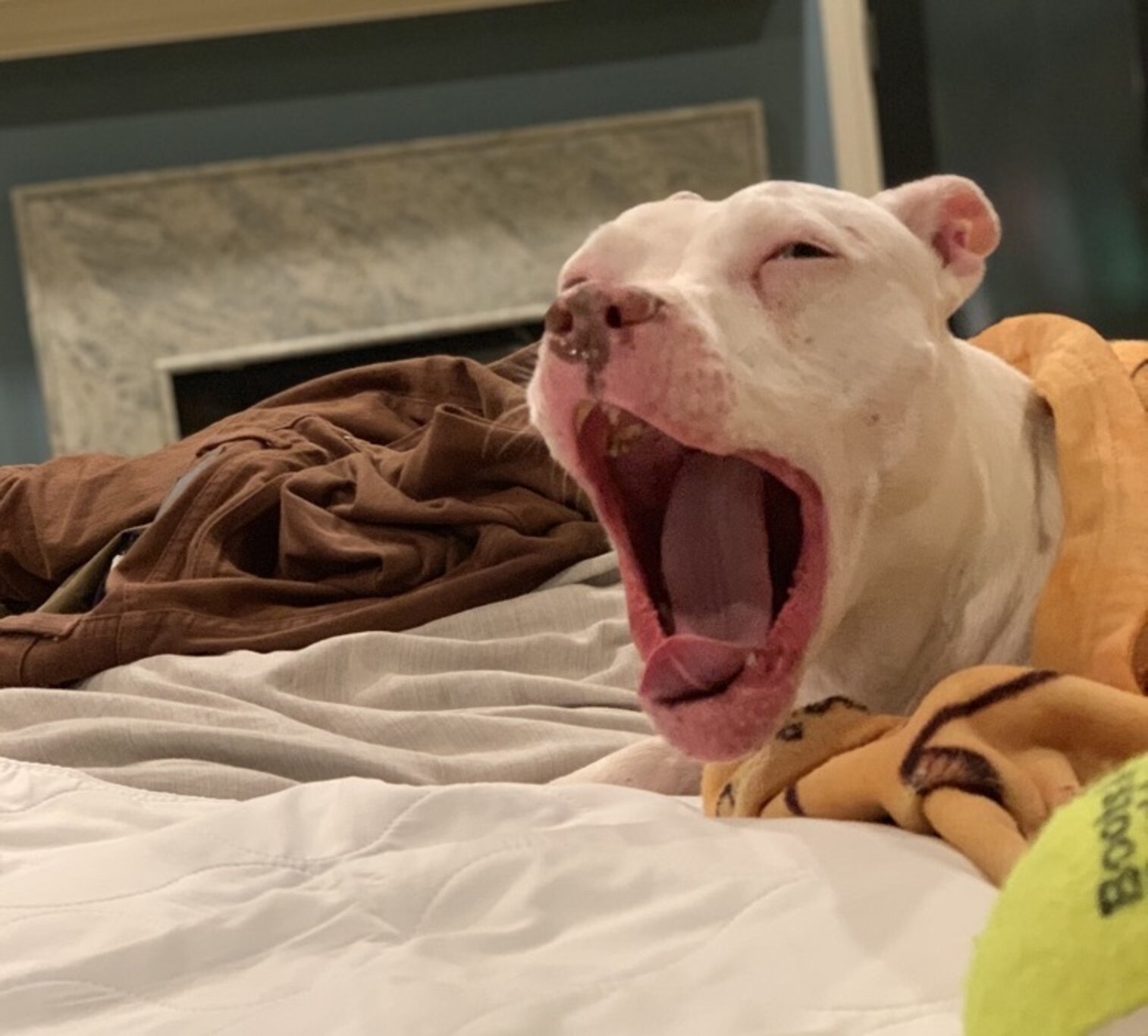 Deaf Pit Bull Dog Won’t Stop Staring At Her New Dad - The Dodo