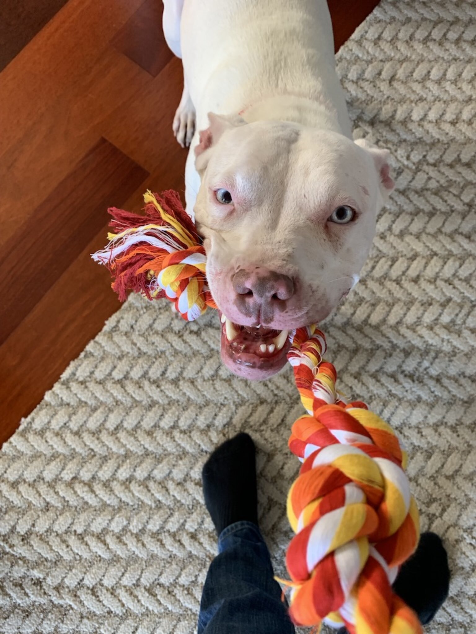 Deaf Pit Bull Dog Won’t Stop Staring At Her New Dad - The Dodo
