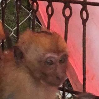 Baby Macaques Were Bleached To Make Them More Attractive As Pets - The Dodo