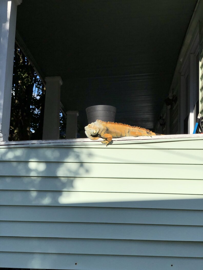 Police Get A Call About ‘Alligator-Like’ Animal Roaming The Streets ...