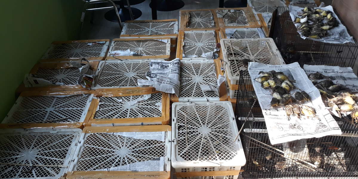 Officials Confiscate 9,000 Illegally Trafficked Birds In 10 Days - The Dodo