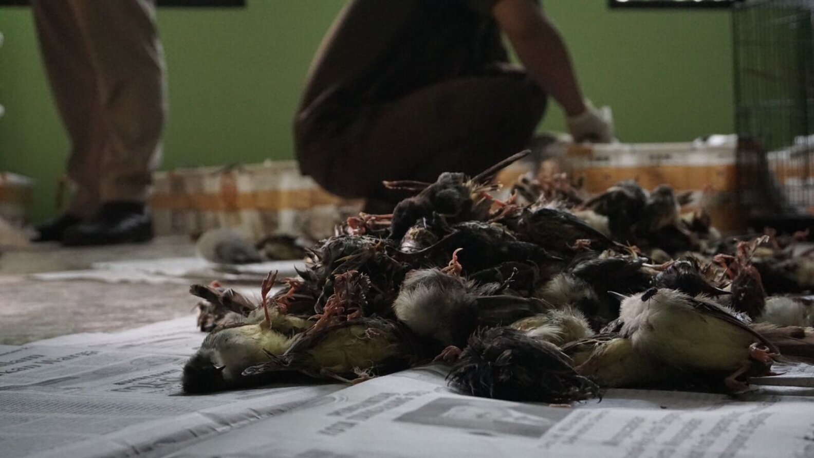 Officials Confiscate 9,000 Illegally Trafficked Birds In 10 Days - The Dodo