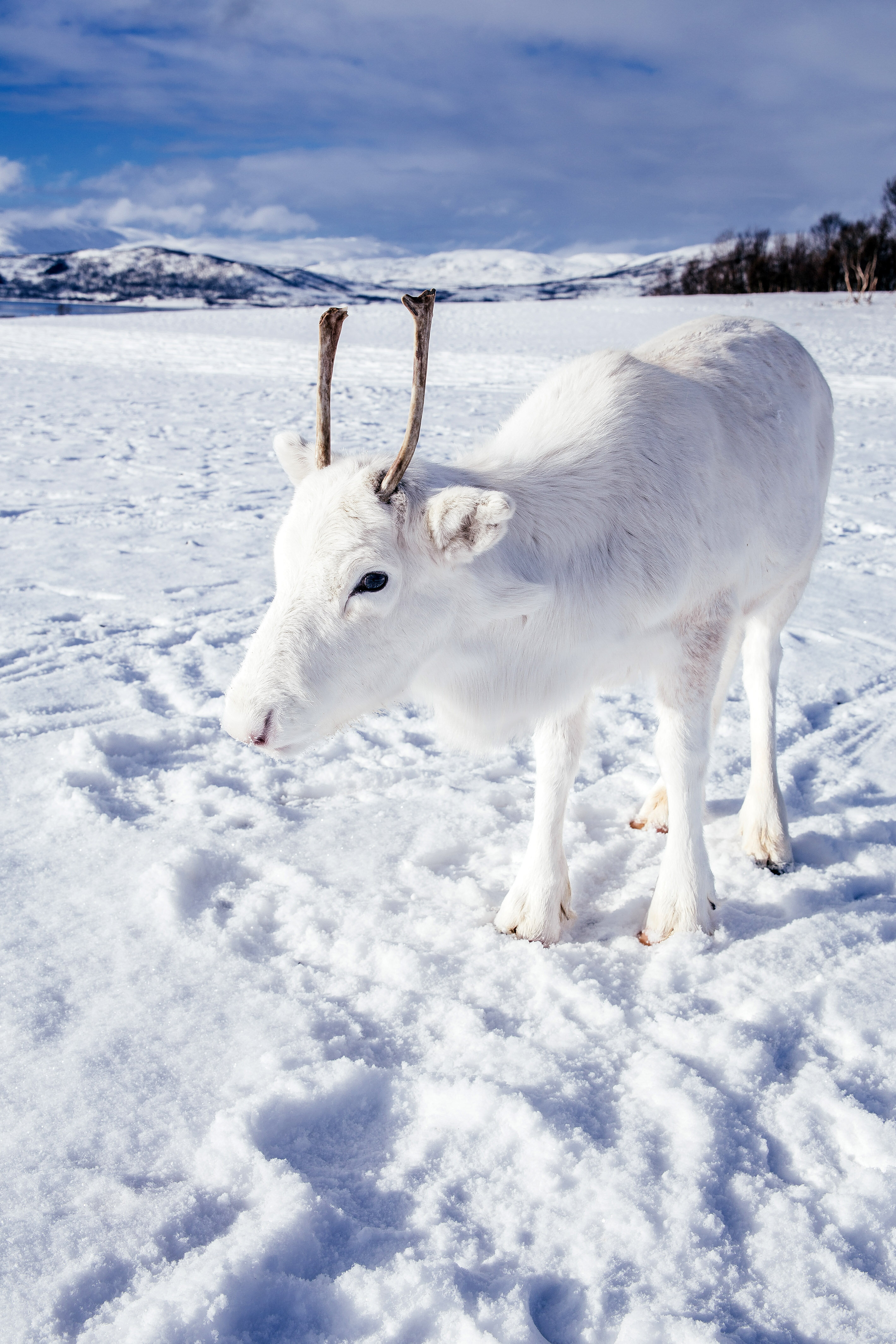 Entirely White Reindeer Calf Spotted In Norway - The Dodo