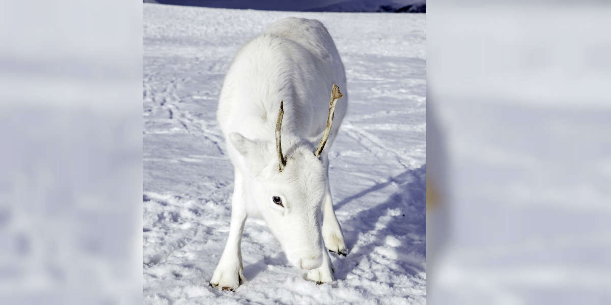 White Reindeer In Snow