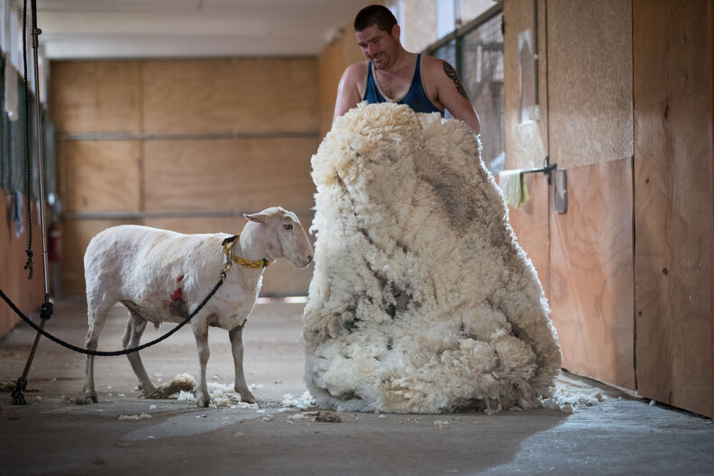 Stray Sheep Was So Fluffy He Couldn’t Stand - The Dodo