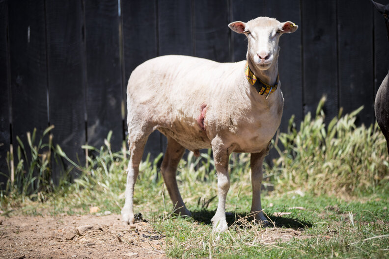 Stray Sheep Was So Fluffy He Couldn’t Stand - The Dodo