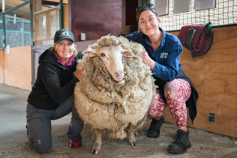 Stray Sheep Was So Fluffy He Couldn’t Stand - The Dodo
