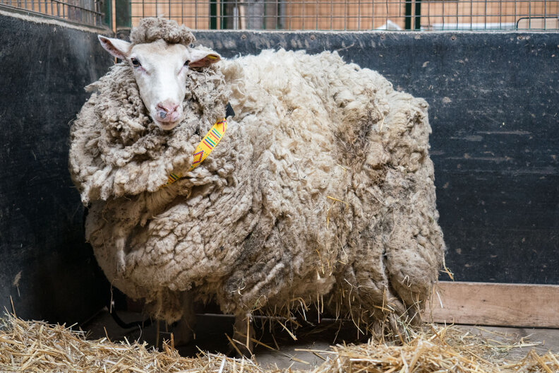 Stray Sheep Was So Fluffy He Couldn’t Stand - The Dodo