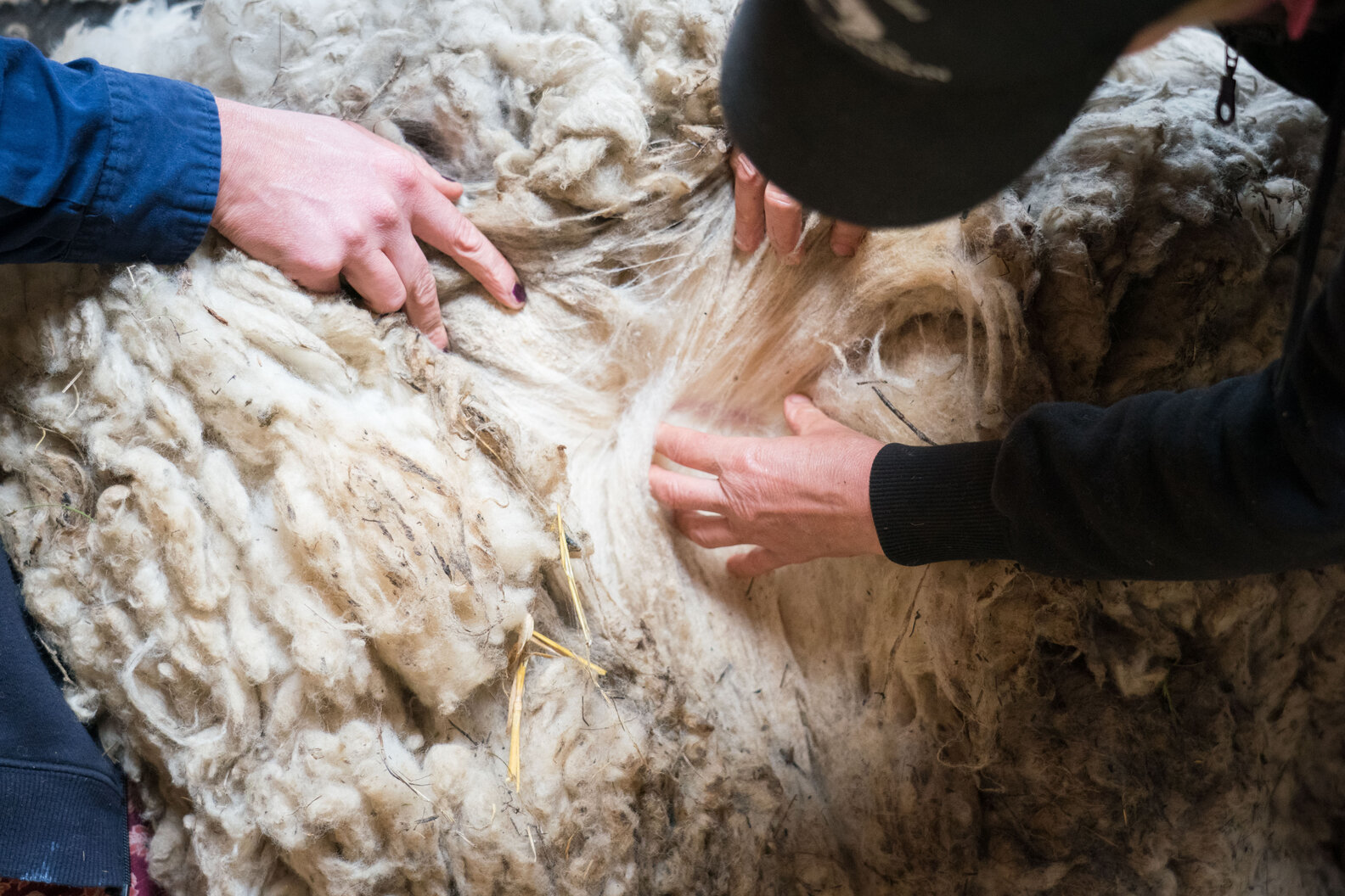 Stray Sheep Was So Fluffy He Couldn’t Stand - The Dodo