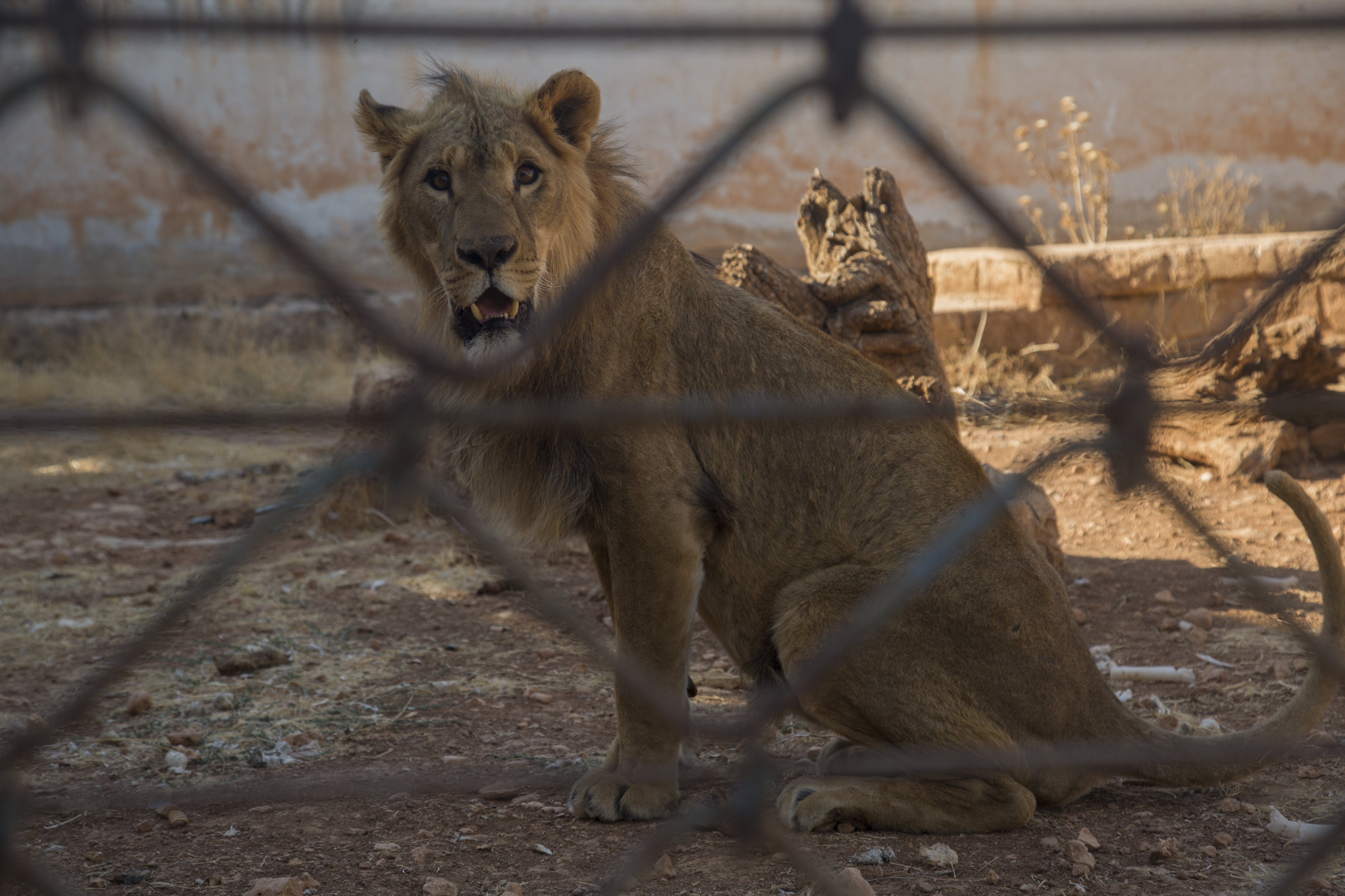 Rescue Lion Has Cutest Reaction To First Toy - The Dodo