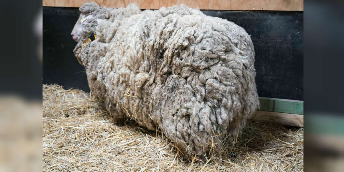 Stray Sheep Was So Fluffy He Couldn’t Stand - The Dodo