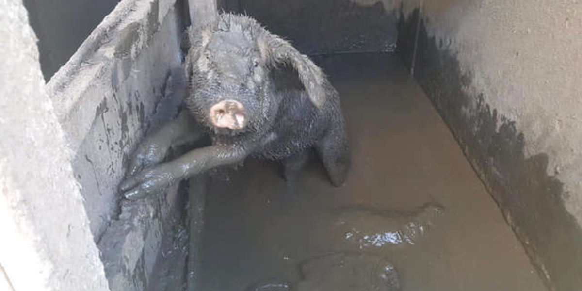 Four Pigs Spent Weeks Trapped In Tiny Stall Filled With Wastewater ...