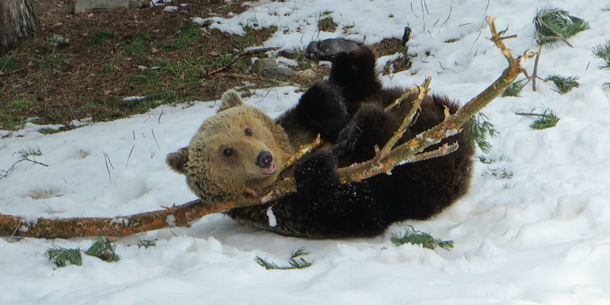 Rescued Bear Seen Happily Playing With Log In Snow At Sanctuary - The Dodo