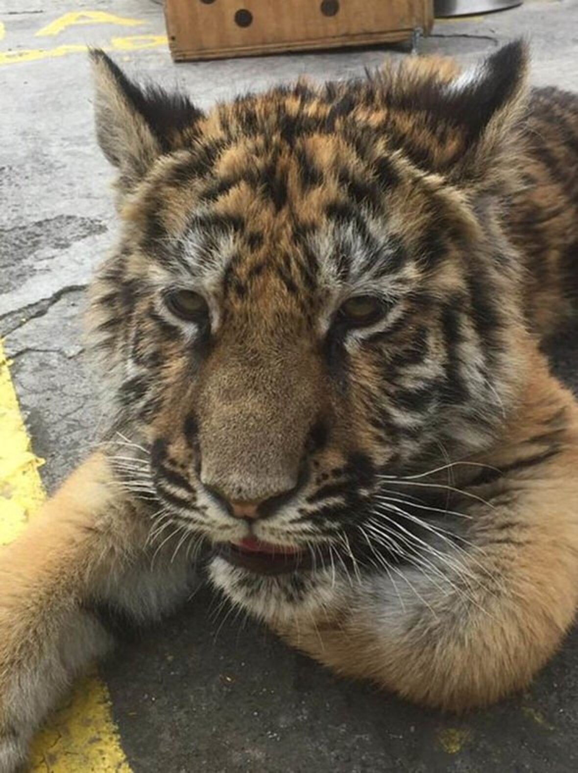 Tiger Cub Chained Outside Restaurant In Mexico City - The Dodo