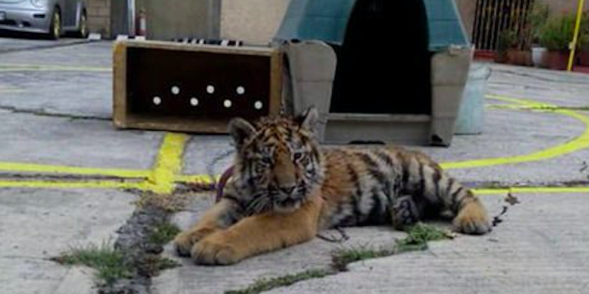 Tiger Cub Chained Outside Restaurant In Mexico City - The Dodo