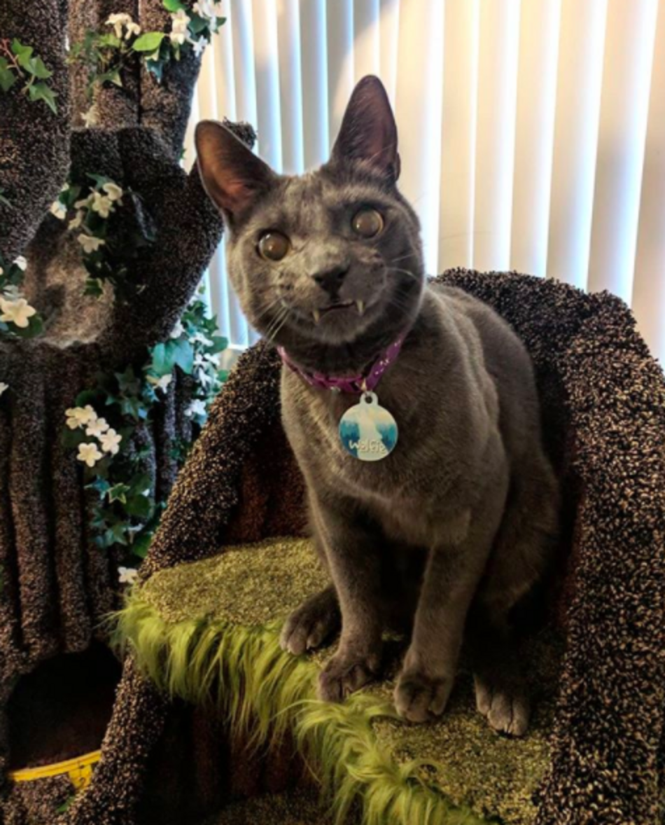 Family Of Cats Gets The Most Beautiful Cat Tree In The World - The Dodo