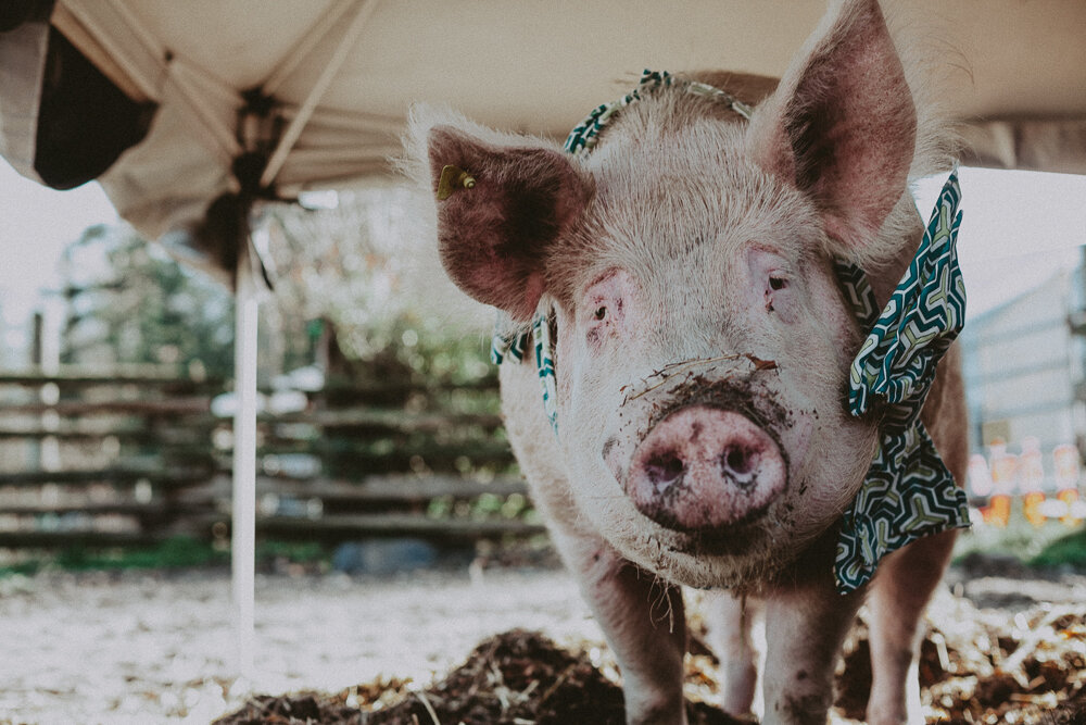 Rescue Takes In Huge 800-Pound Pig - The Dodo