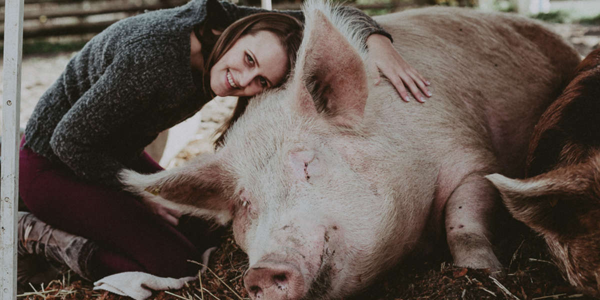 Rescue Takes In Huge 800-Pound Pig - The Dodo