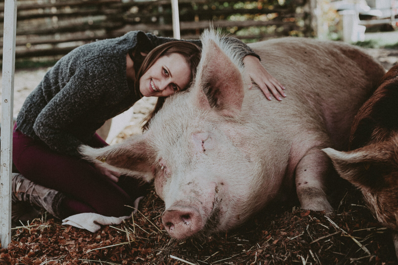 Rescue Takes In Huge 800-Pound Pig - The Dodo
