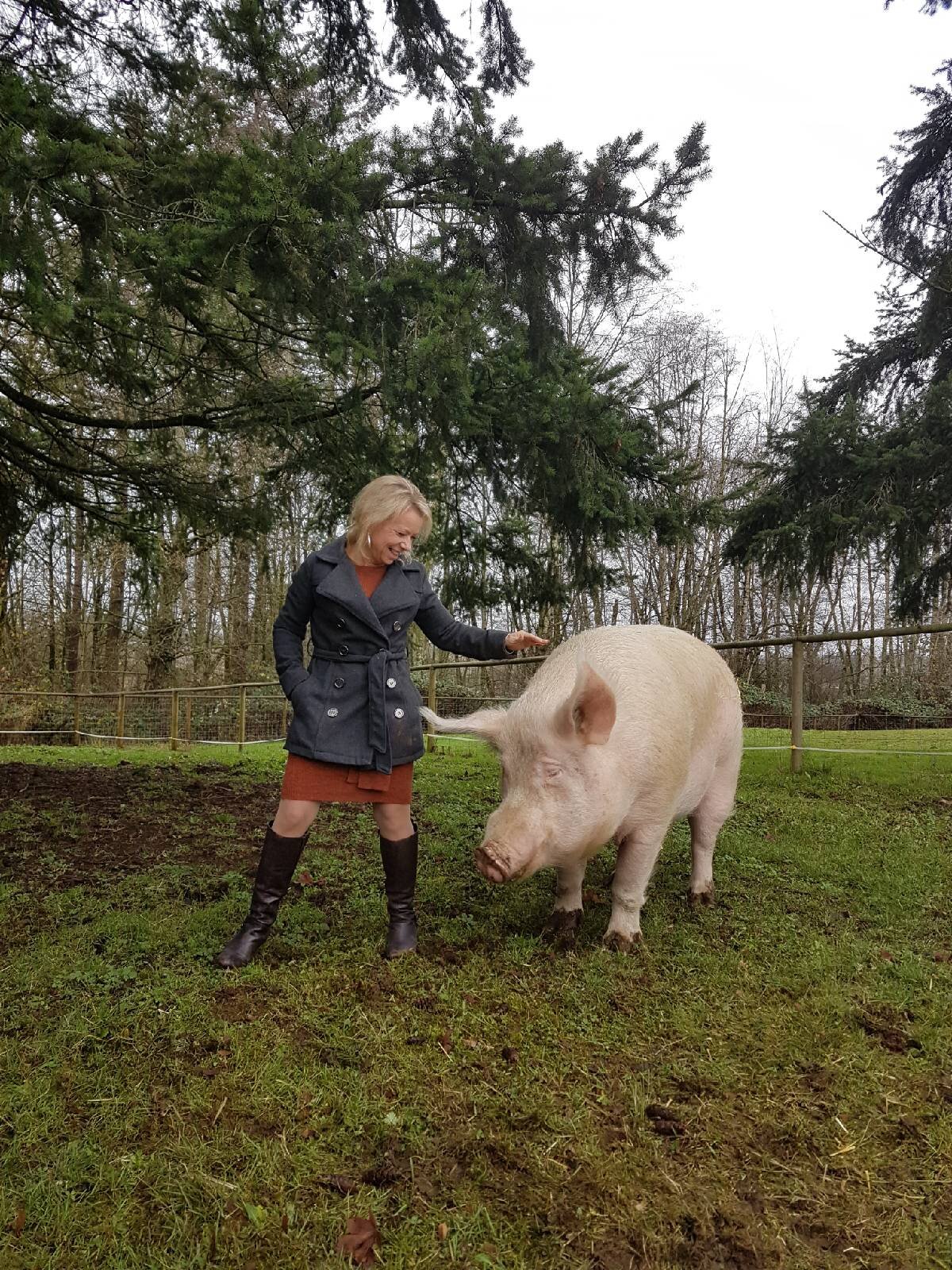 Rescue Takes In Huge 800-Pound Pig - The Dodo