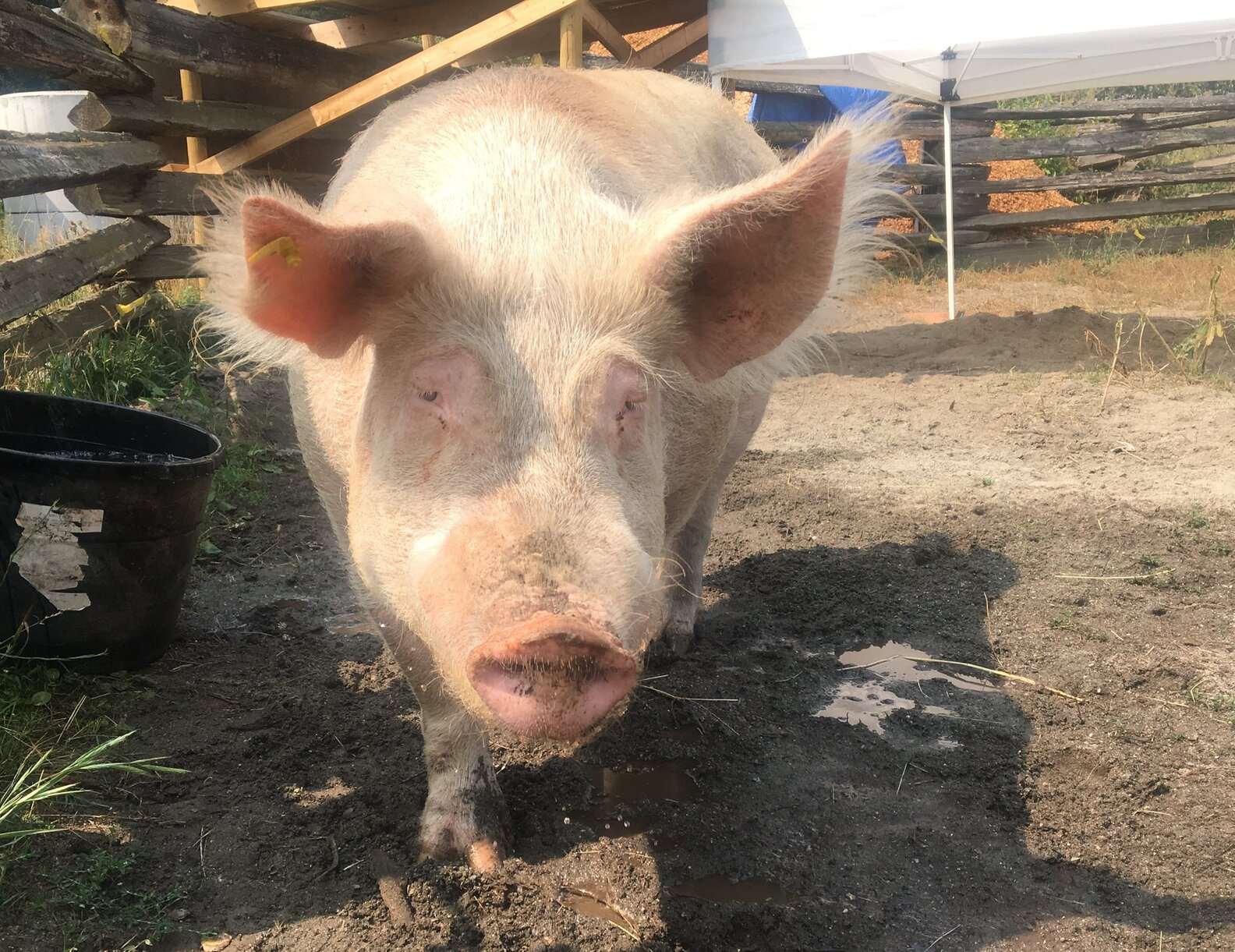 Rescue Takes In Huge 800-Pound Pig - The Dodo