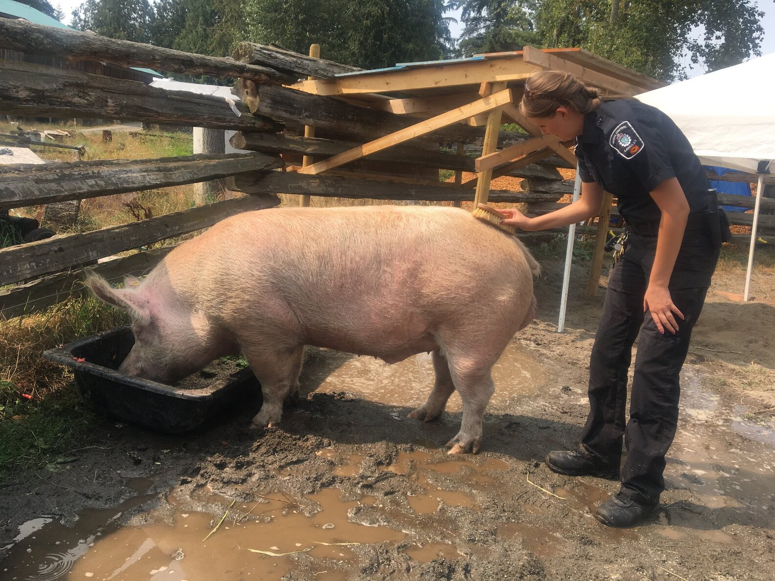 Rescue Takes In Huge 800-Pound Pig - The Dodo