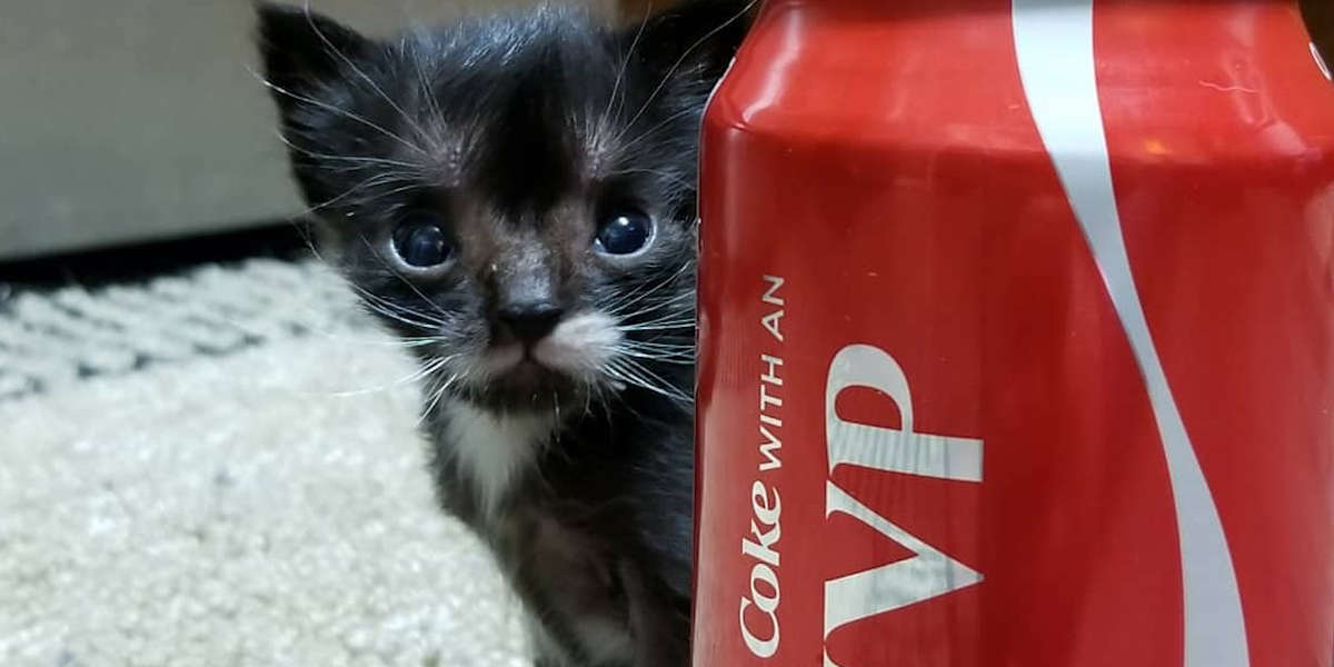 Littlest Kitten Ever Grows Up To Be A Mini Cat - Videos - The Dodo