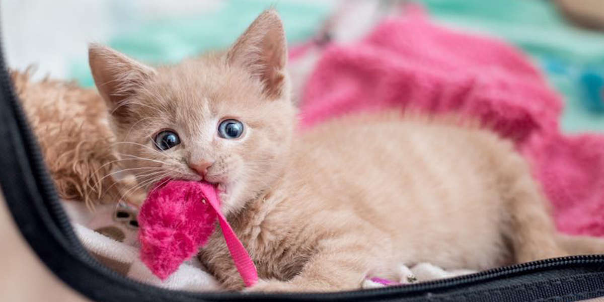 Woman Rescues Paralyzed Kittens And Finds Them Homes - Videos - The Dodo