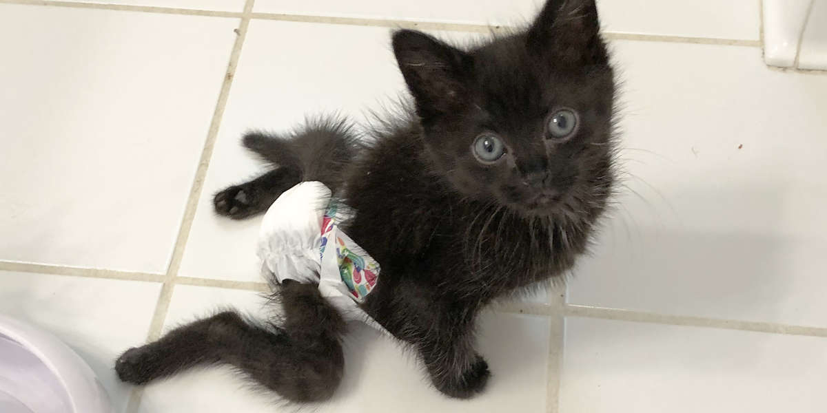 Paralyzed Kitten Is Sassiest Cat Her Foster Mom's Ever Seen - Videos ...