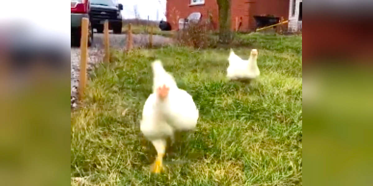 Rescue Hens Come Running Whenever They're Called - The Dodo