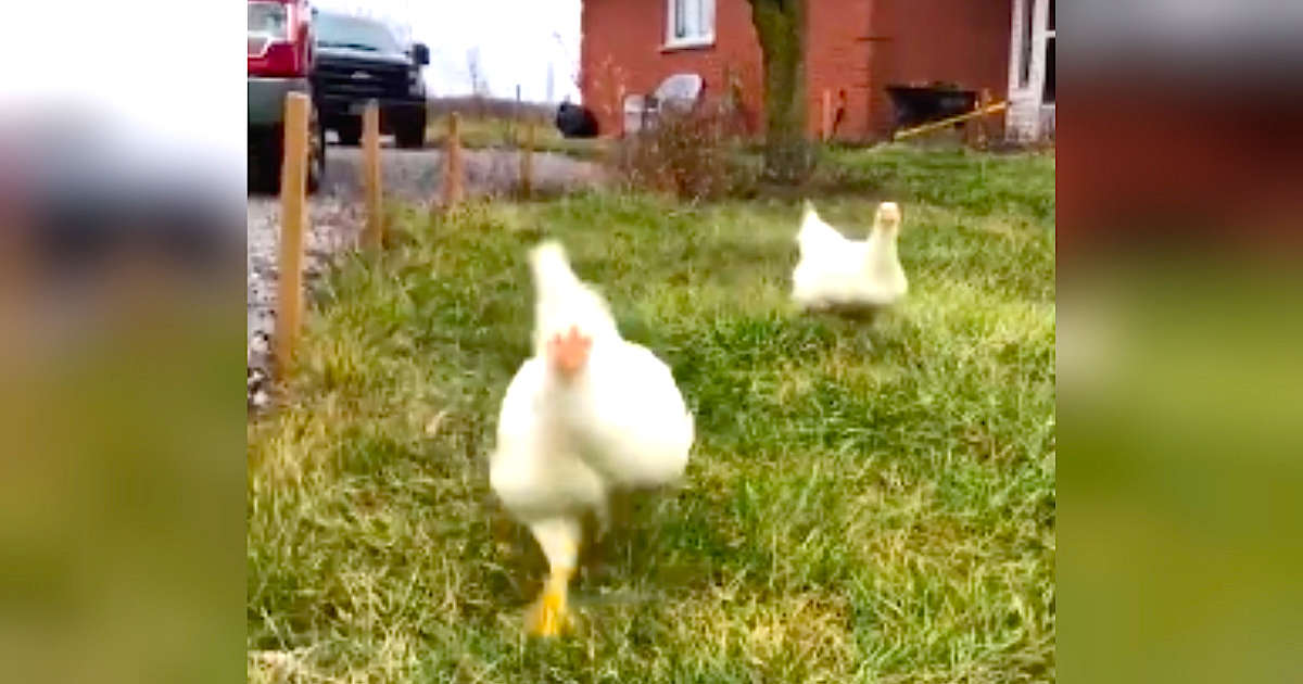Rescue Hens Come Running Whenever They're Called - The Dodo