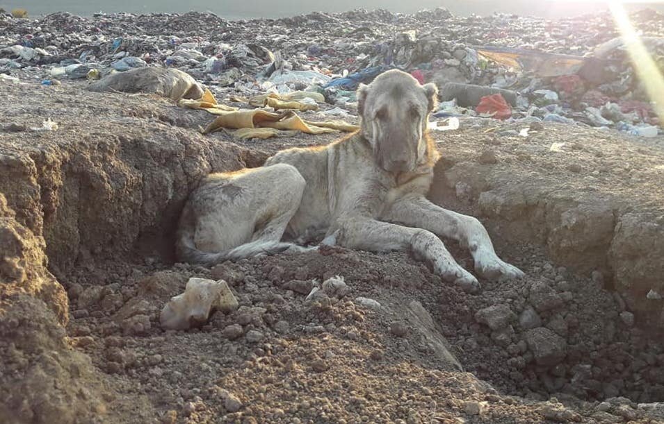 Rescuers Saved Senior Dog Living At Turkey Landfill - The Dodo