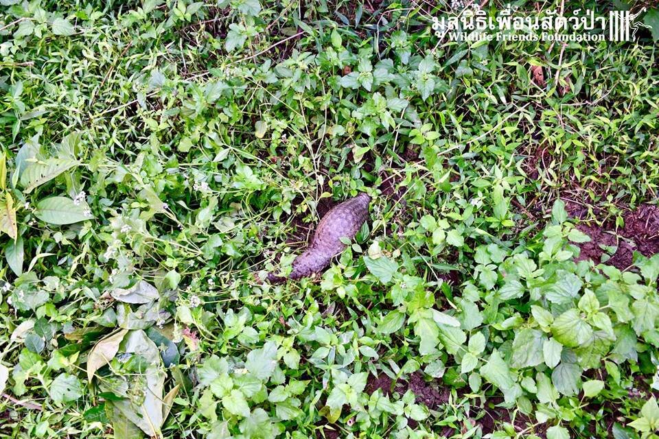 Farmer Saves Pangolin From Palm Oil Plantation In Thailand - The Dodo