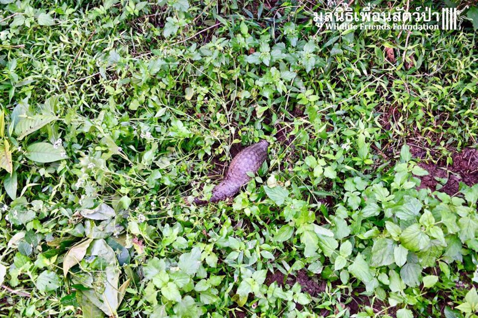 Farmer Saves Pangolin From Palm Oil Plantation In Thailand - The Dodo