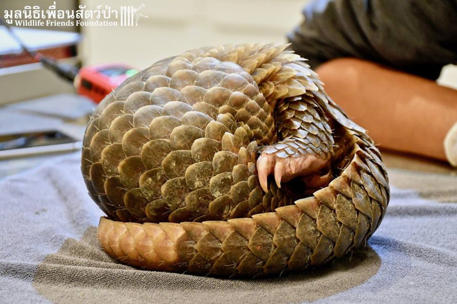 Farmer Saves Pangolin From Palm Oil Plantation In Thailand - The Dodo