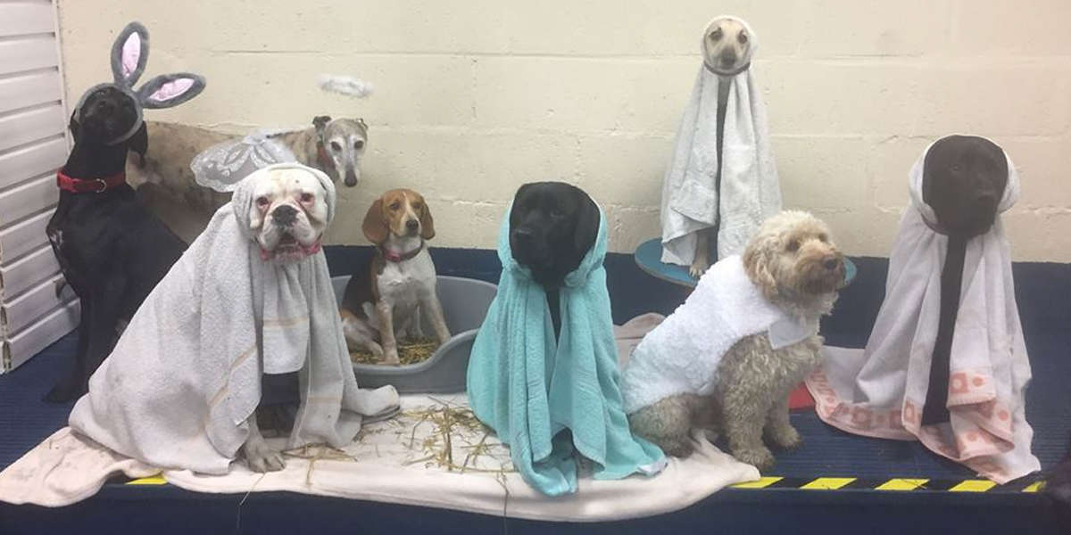 Pups At Doggy Day Care Pull Off Perfect Nativity Scene - The Dodo