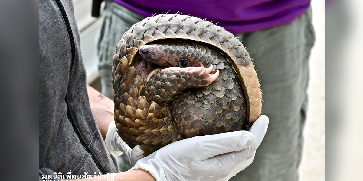 Farmer Saves Pangolin From Palm Oil Plantation In Thailand - The Dodo
