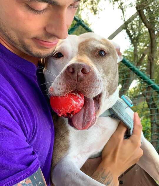 Sweetest Dog Has Been Looking For A Home For Seven Years - The Dodo