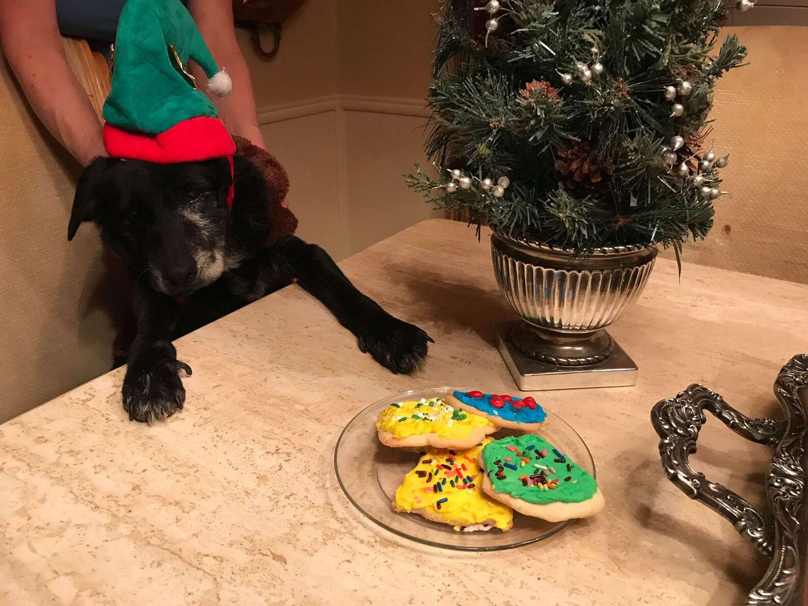 14-Year-Old Dog Gets Adopted In Time For The Holidays - The Dodo