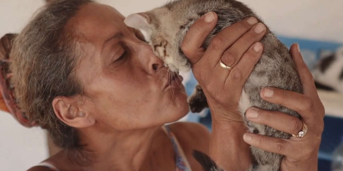Woman Moves To Beautiful Island And Starts Rescuing Cats - Videos - The ...