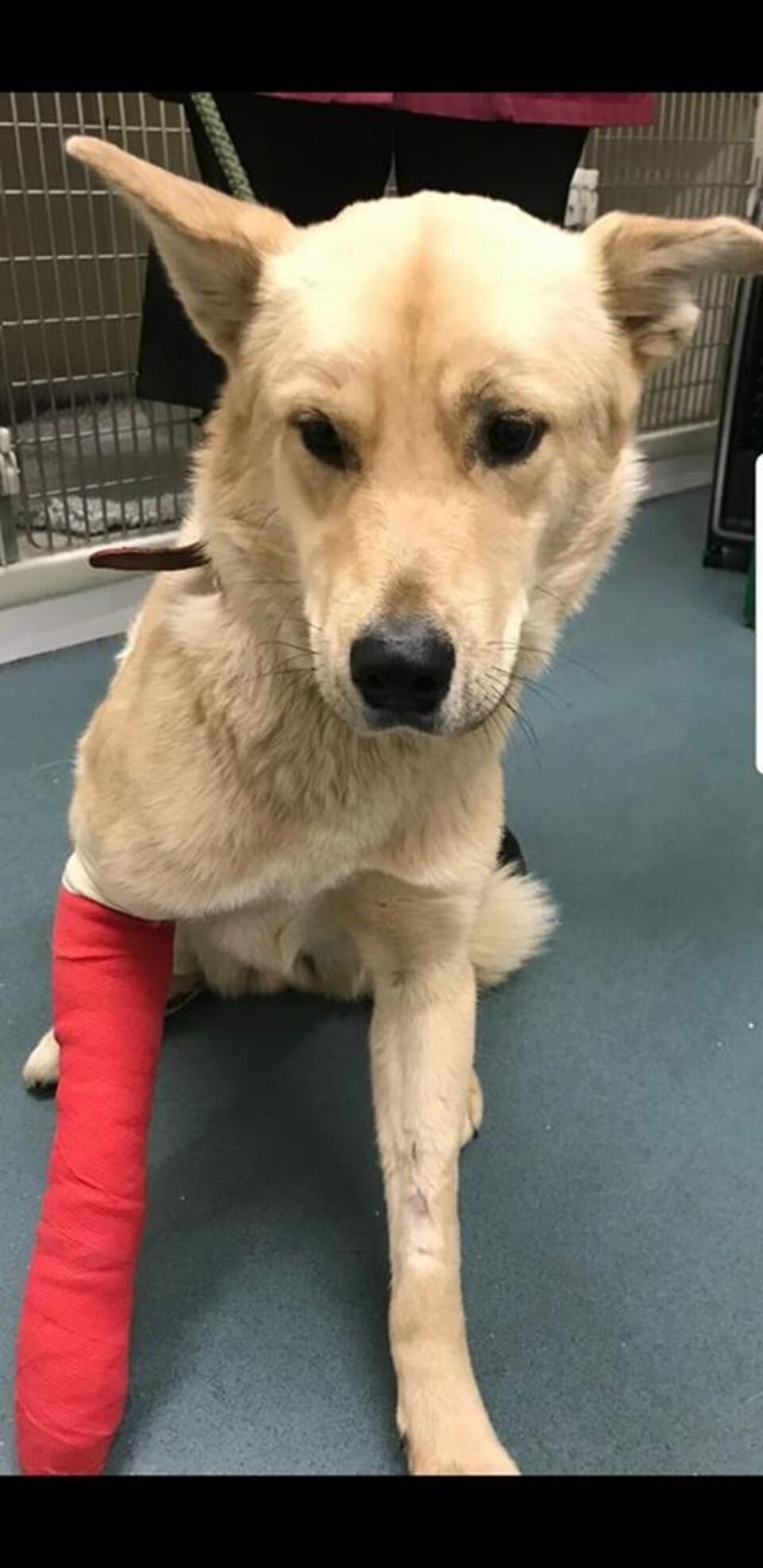 Traffic Officer Saves Dog Hit By Car - The Dodo