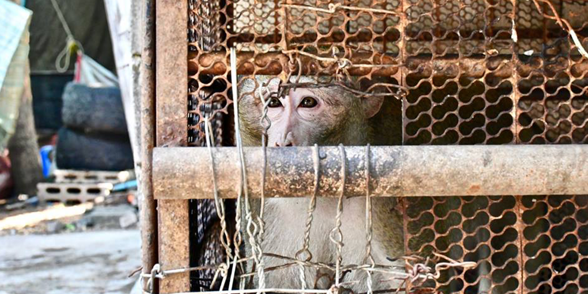 Wild Macaque Spent Six Years In Tiny, Rusty Cage - The Dodo